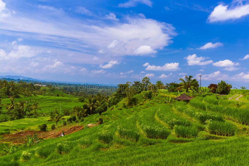 Rice Fields - Bali Island Indonesia Stock Photo - Image of green ...
