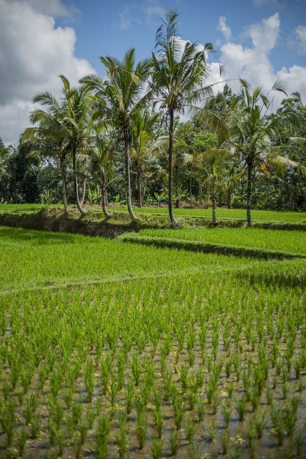 Rice fields in Bali stock image. Image of field, farmland - 318353157