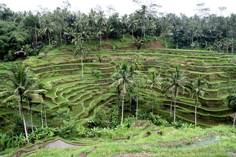 Rice fields in Bali stock image. Image of indonesia, green - 31730005