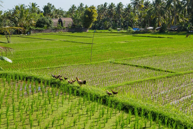 Rice fields of Bali stock image. Image of rice, asia - 187103447