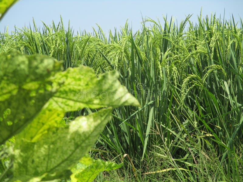Rice fields stock photo. Image of agriculture, asian - 256709154