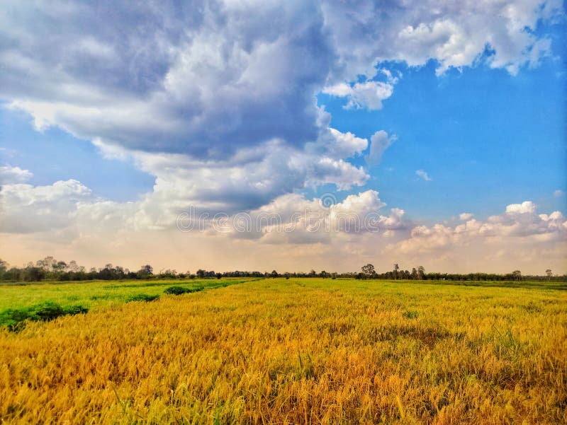 Rice Fields in a Beautiful Afternoon Stock Image - Image of landscape ...