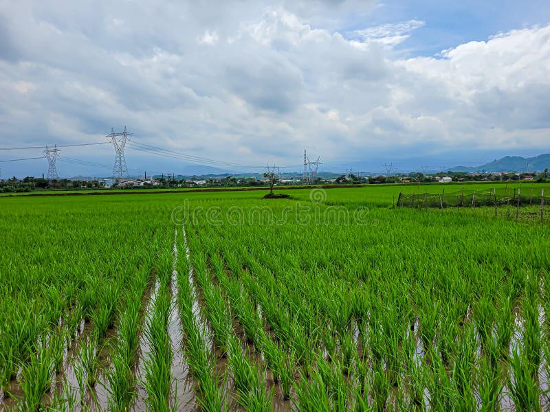 Rice Fields in the Beautiful Afternoon Sun Stock Photo - Image of ...