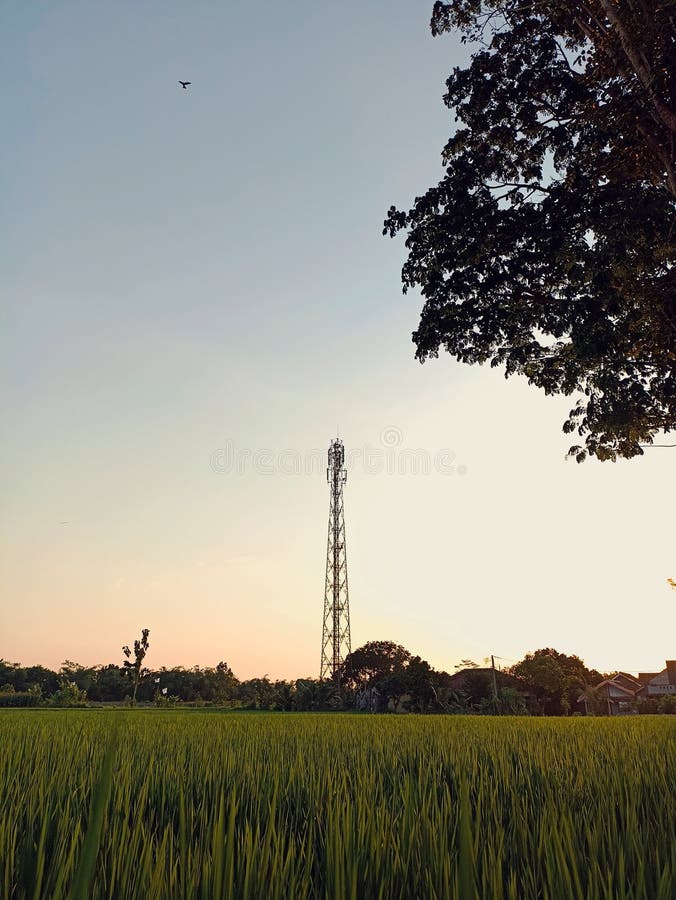 Rice Fields Beautifull Nature My Village Stock Image - Image of rice ...