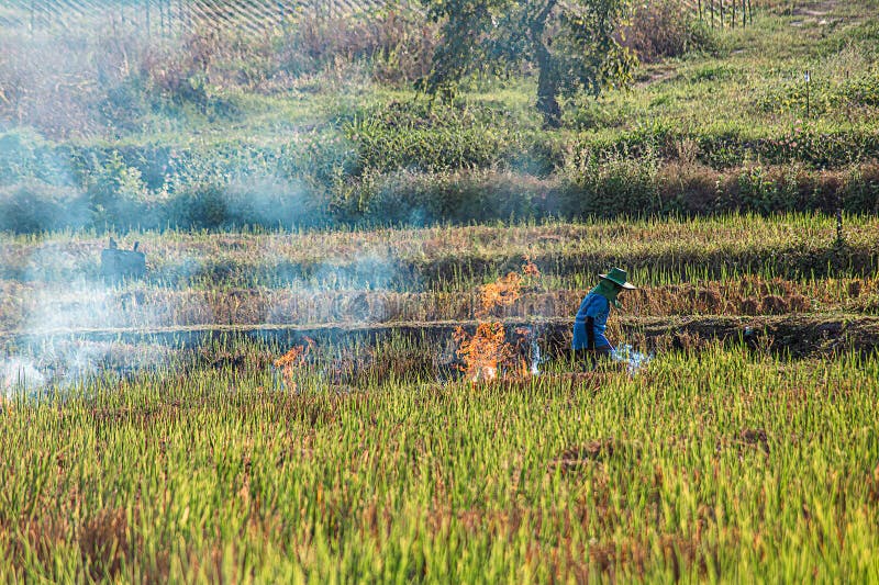 Rice Fields are Being Burned by Humans. Forest Fires are the Cause of ...