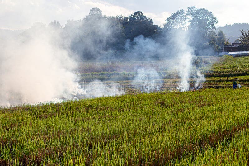 Rice Fields are Being Burned by Humans. Forest Fires are the Cause of ...