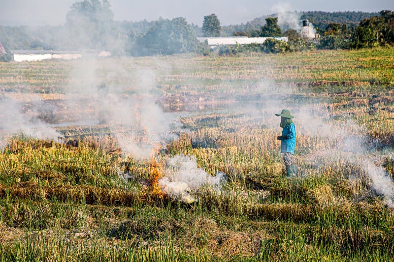 Rice Fields are Being Burned by Humans. Forest Fires are the Cause of ...