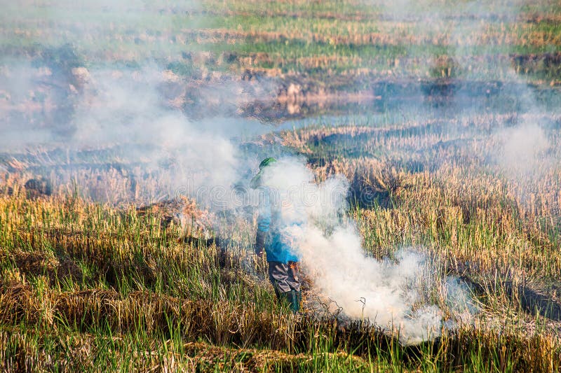 Rice Fields are Being Burned by Humans. Forest Fires are the Cause of ...