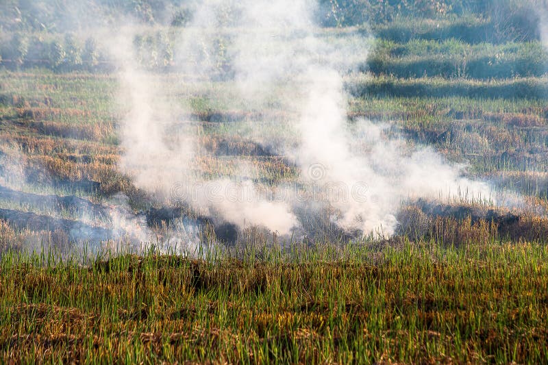 Rice Fields are Being Burned by Humans. Forest Fires are the Cause of ...