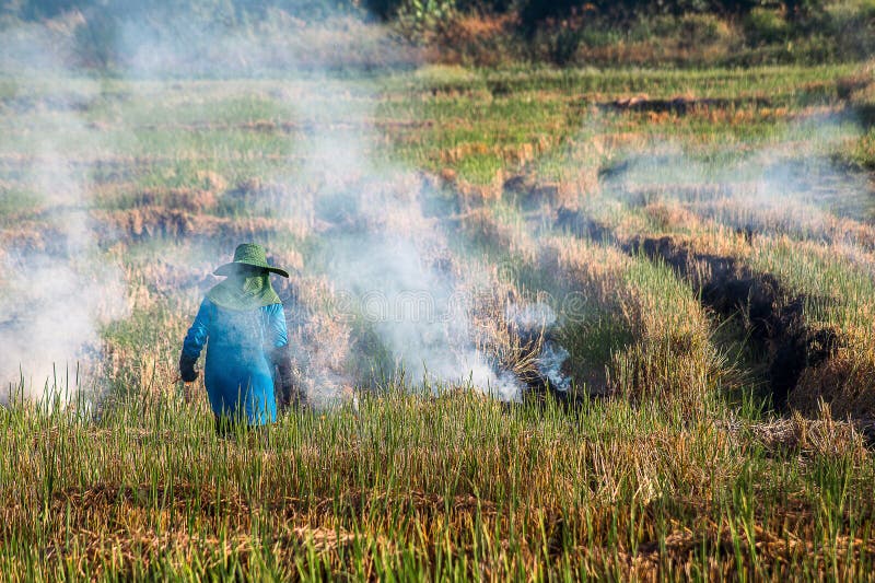 Rice Fields are Being Burned by Humans. Forest Fires are the Cause of ...