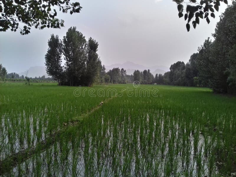 Rice fields stock image. Image of pakistan, countryside - 95853927