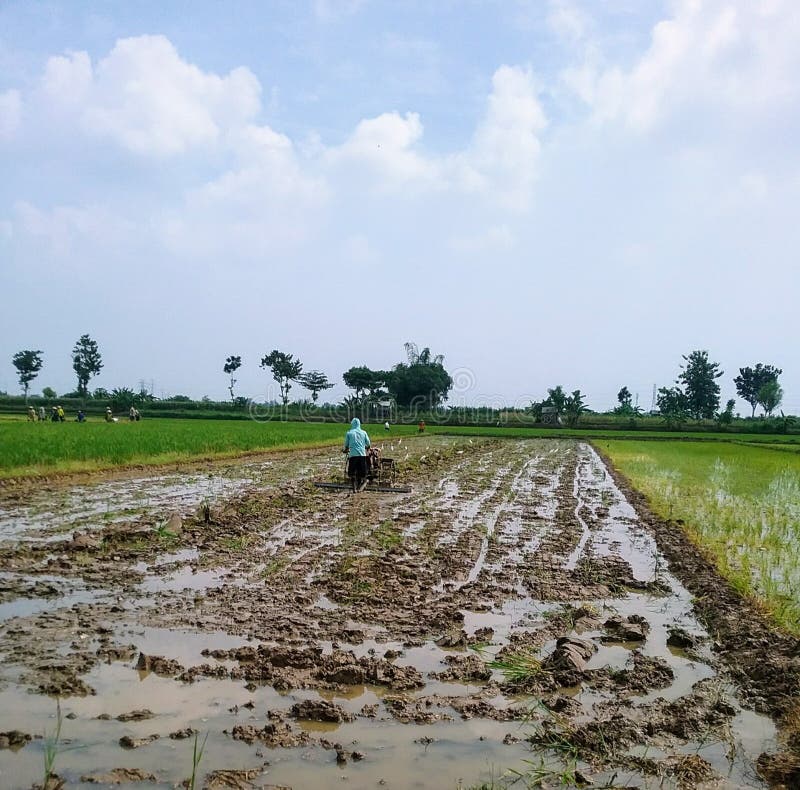 Rice Fields Being Prepared for Planting Rice. Stock Image - Image of ...