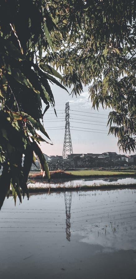 Rice Fields in a Big City stock photo. Image of sunlight - 209545934