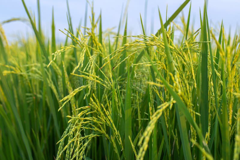 The Rice Fields are Blooming Stock Image - Image of asian, booming ...