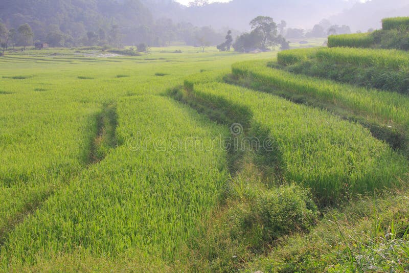 Rice Fields are Blooming in Thailand Stock Photo - Image of cooking ...
