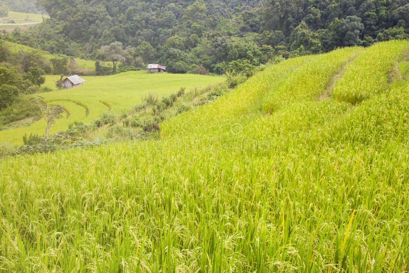 Rice Fields are Blooming in Thailand Stock Image - Image of adventure ...