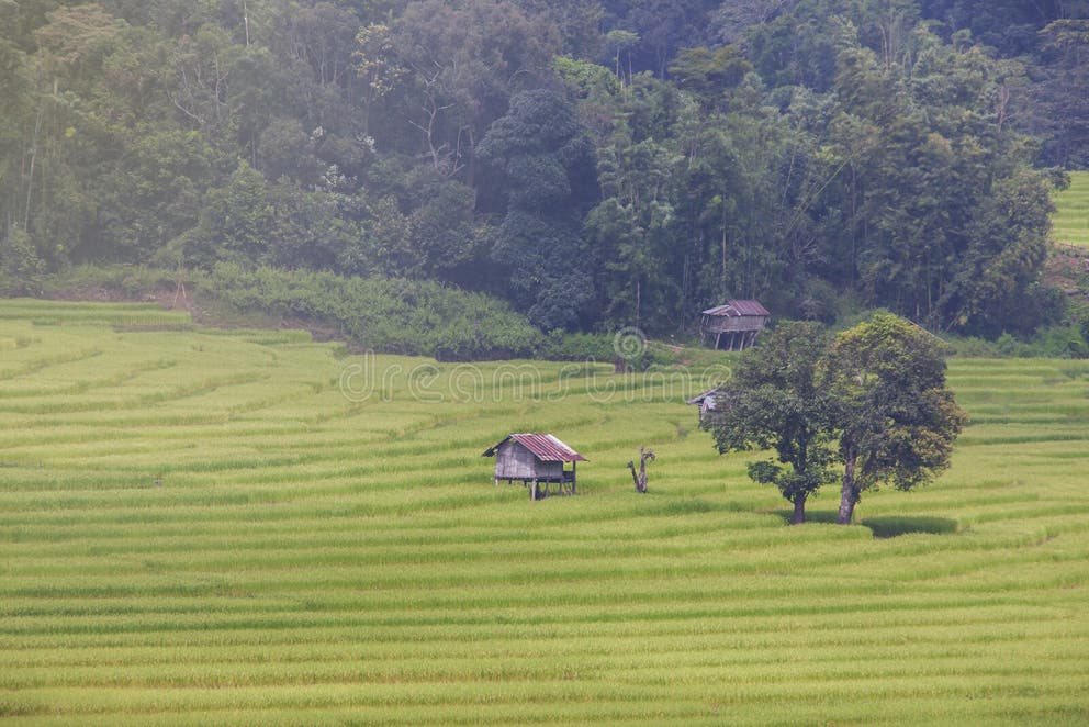 Rice Fields are Blooming in Thailand Stock Photo - Image of jasmine ...