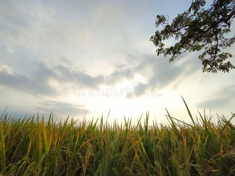 Rice fields stock image. Image of plain, tree, cloud - 206748869