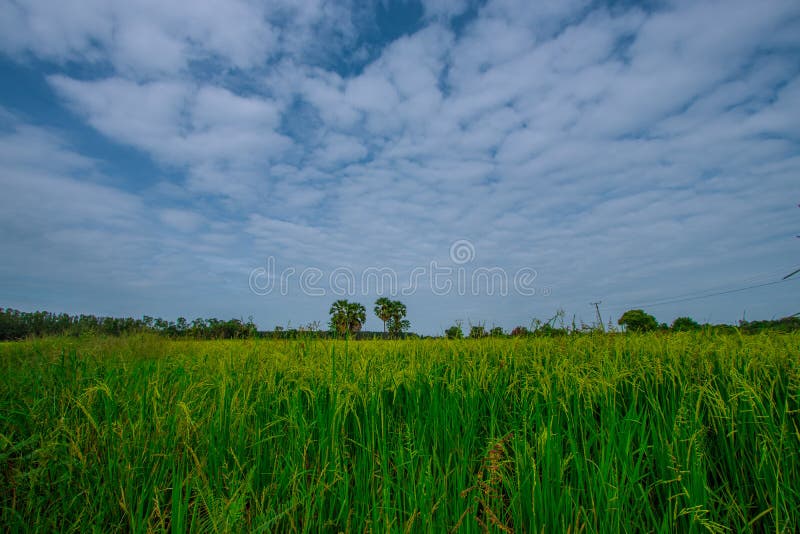 Rice Fields and Blue Sky in Thailand Stock Photo - Image of chai ...
