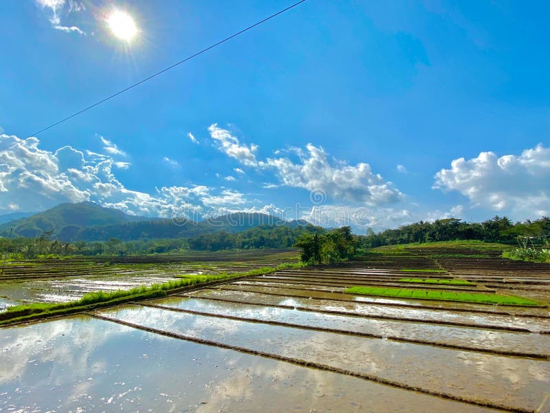 Rice Fields and Blue Sky Under the Hot Sun Stock Image - Image of blue ...