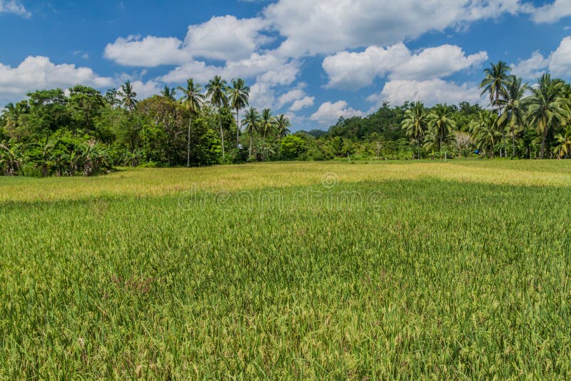 Rice Fields on Bohol Island, Philippine Stock Image - Image of ...