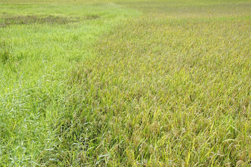 Rice Fields on Bohol Islnd at the Philippines Stock Image - Image of ...