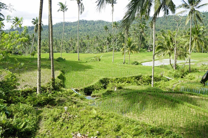Rice Fields on Bohol Islnd at the Philippines Stock Photo - Image of ...