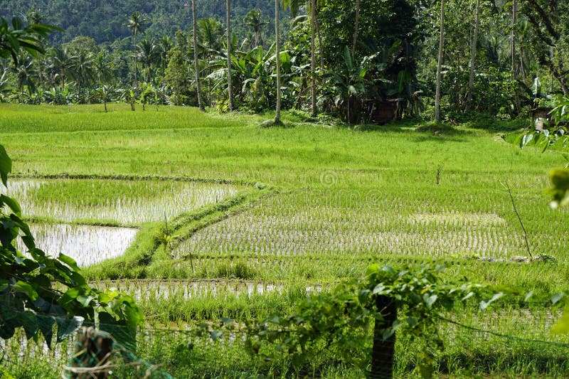 Rice Fields on Bohol Islnd at the Philippines Stock Photo - Image of ...