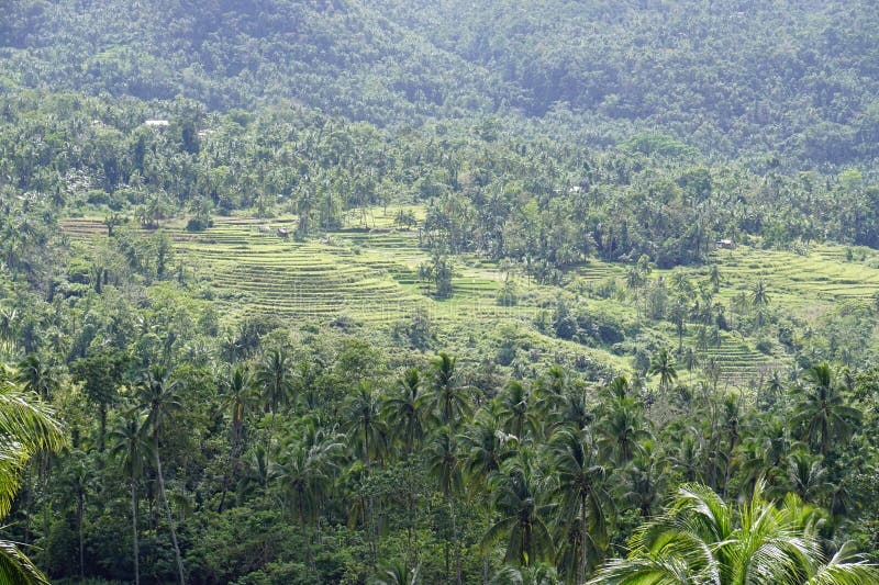 Rice Fields on Bohol Islnd at the Philippines Stock Photo - Image of ...