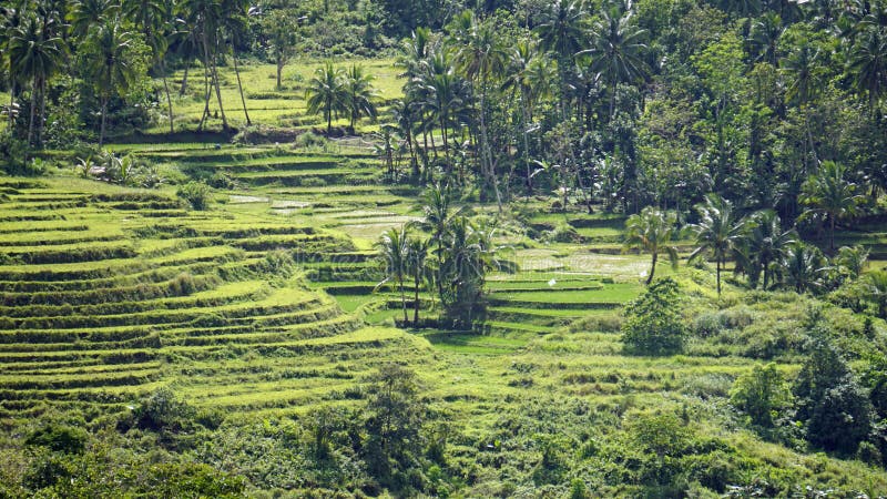 Rice Fields on Bohol Islnd at the Philippines Stock Image - Image of ...