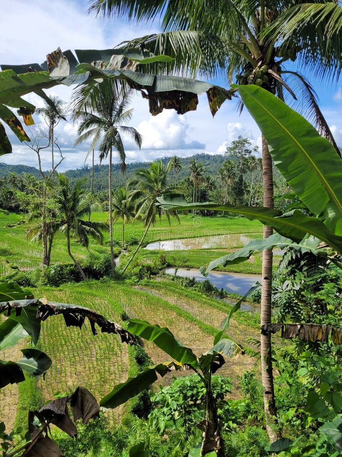 Rice Fields on Bohol Islnd at the Philippines Stock Image - Image of ...