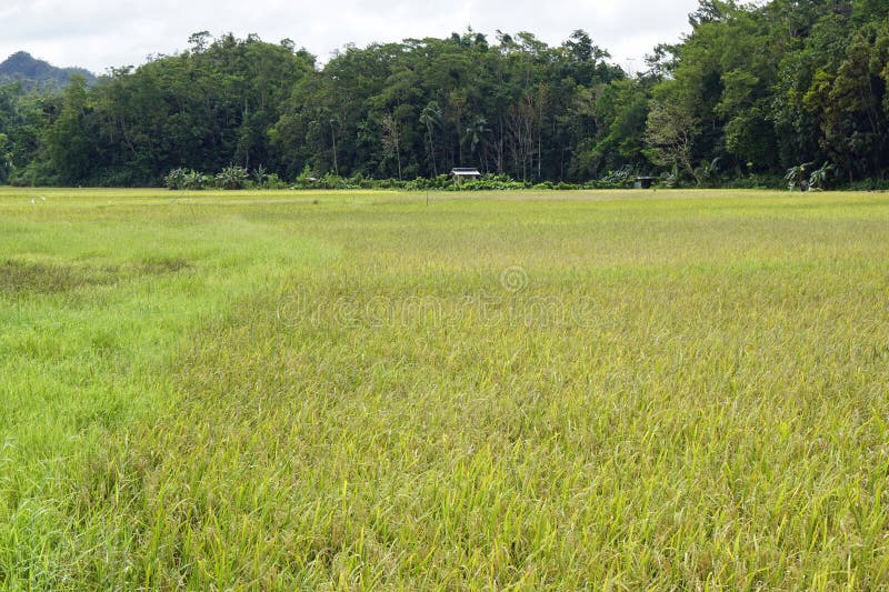 Rice Fields on Bohol Islnd at the Philippines Stock Photo - Image of ...