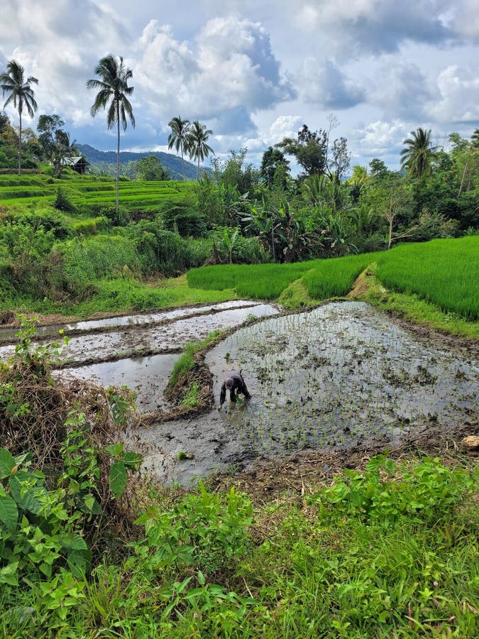Rice Fields on Bohol Islnd at the Philippines Stock Image - Image of ...