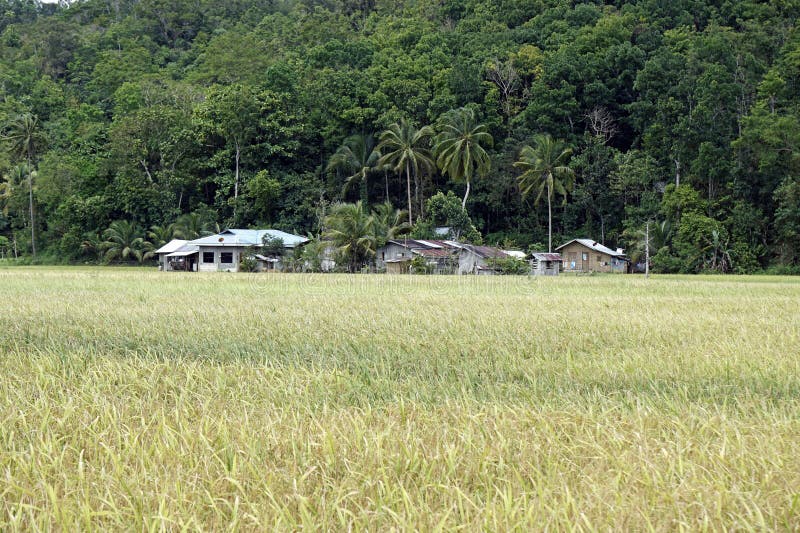 Rice Fields on Bohol Islnd at the Philippines Stock Image - Image of ...