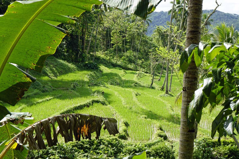 Rice Fields on Bohol Islnd at the Philippines Stock Photo - Image of ...