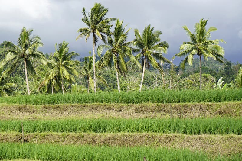 Rice Fields on Bohol Islnd at the Philippines Stock Image - Image of ...