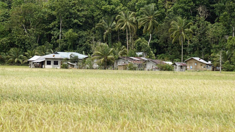 Rice Fields on Bohol Islnd at the Philippines Stock Photo - Image of ...