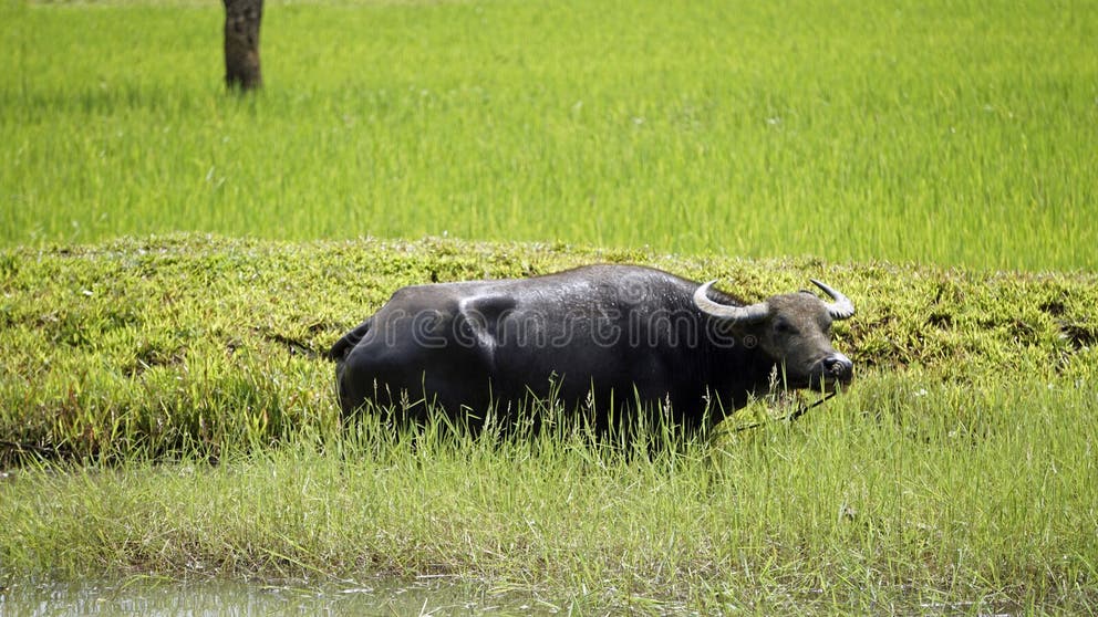 Rice Fields on Bohol Islnd at the Philippines Stock Photo - Image of ...