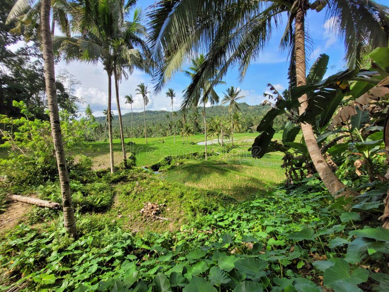 Rice Fields on Bohol Islnd at the Philippines Stock Photo - Image of ...