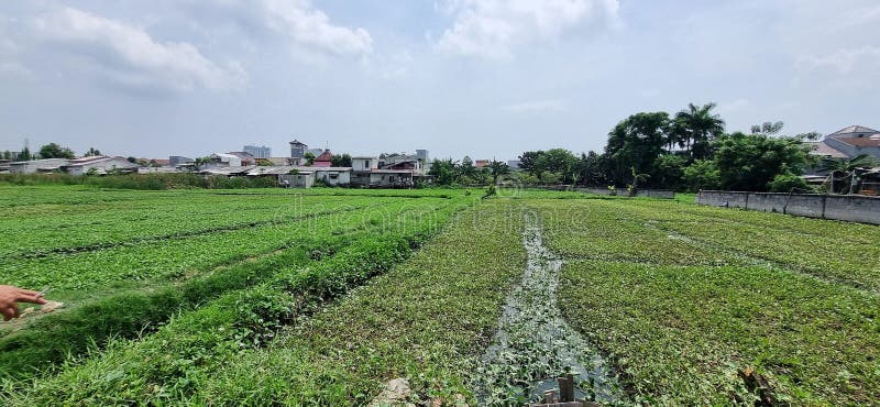 Rice Fields on the Border Overlook the House with a Blue Sky. Stock ...