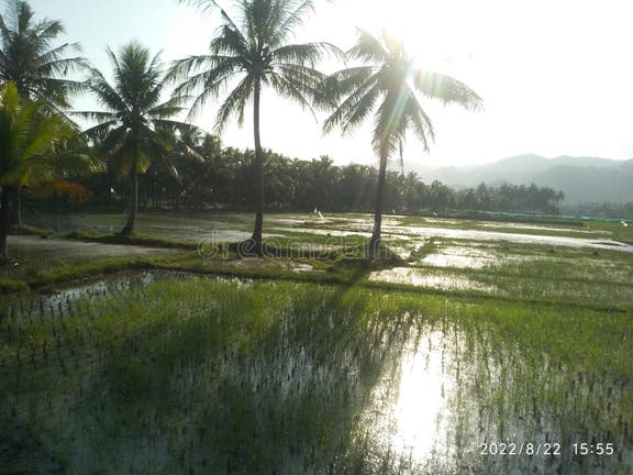 Rice fields stock photo. Image of green, flower, pond - 256537366