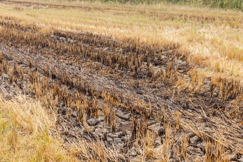 Rice Fields Burned after the Harvest Stock Image - Image of field ...