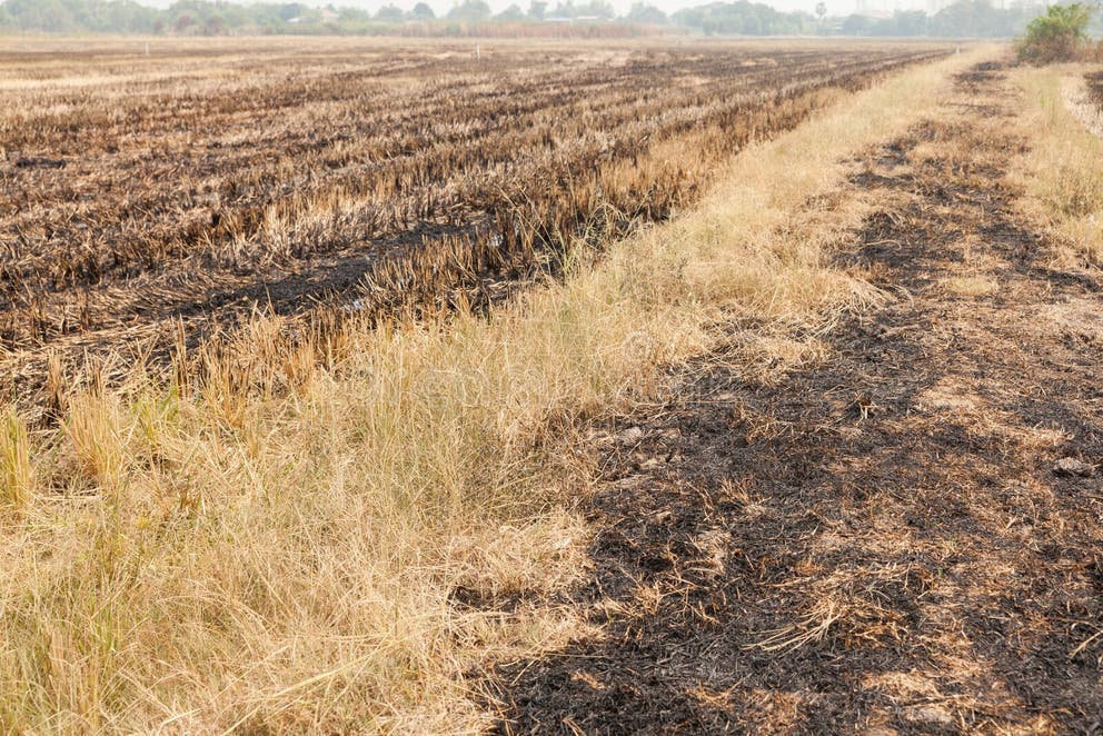 Rice Fields Burned after the Harvest Stock Image - Image of land, fire ...