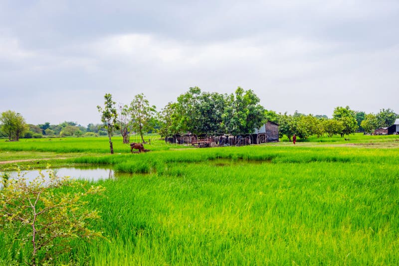 Cambodian Countryside And Rice Paddy, Cambodia Stock Image - Image of ...