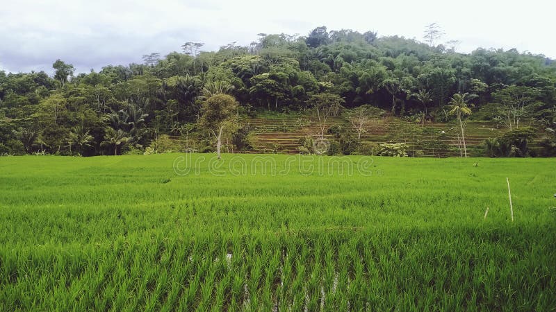 Rice Fields that Can Cover the Basic Needs of the Community Stock Photo ...