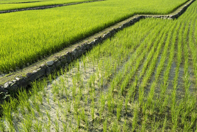 Rice Fields in Central Japan Stock Photo - Image of pasture, rice ...