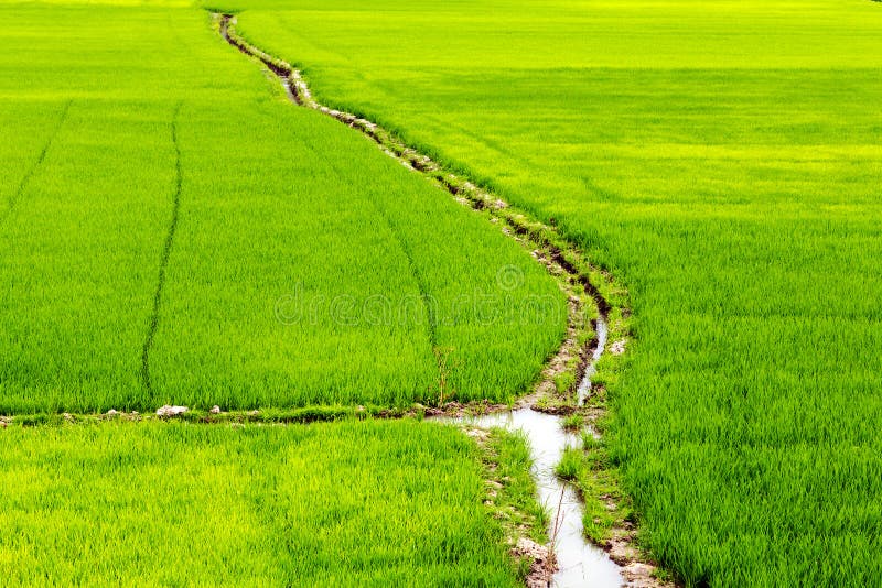 Rice fields channel stock photo. Image of land, channel - 57693058