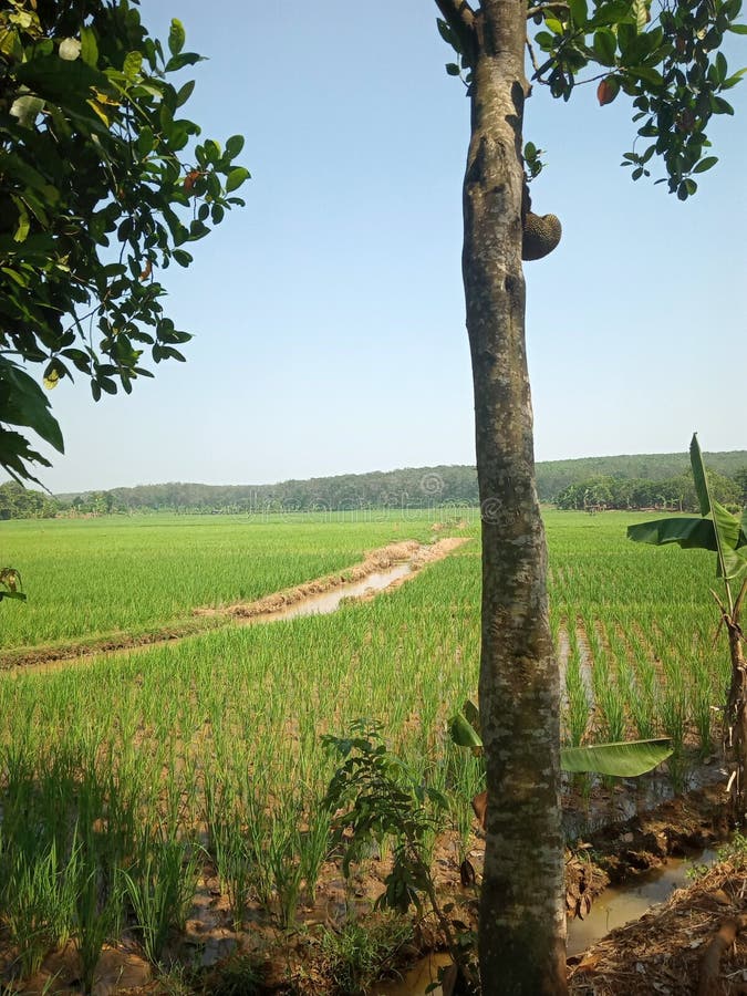 Rice Fields in Cijunti, Campaka, Purwakarta, West Java Stock Image ...