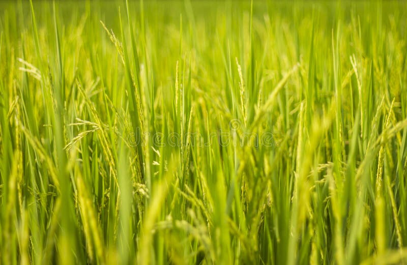 Rice fields stock image. Image of thailand, plantation - 31206139