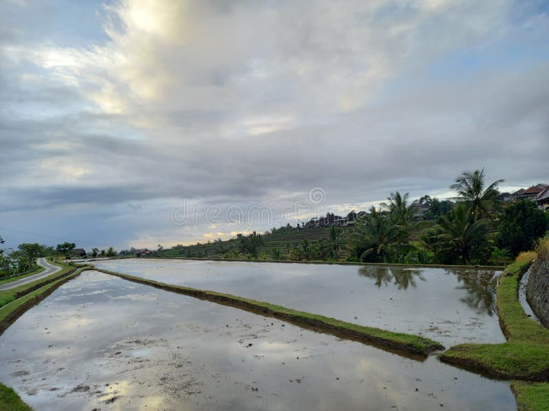 Rice fields and cloud stock image. Image of rice, natural - 218354877